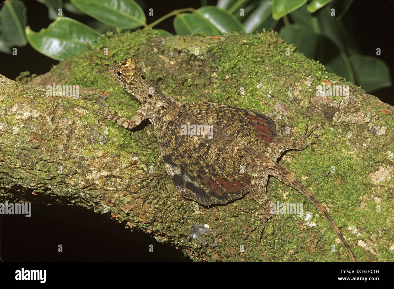 Flying lizard draco volans hi-res stock photography and images - Alamy