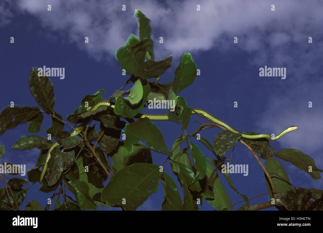 Paradise Tree Snake High Resolution Stock Photography and Images - Alamy