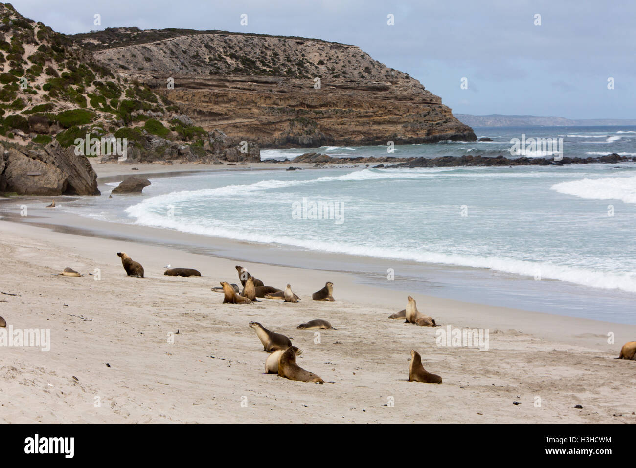 Seal Bay on the south coast of Kangaroo island with australian sea ...