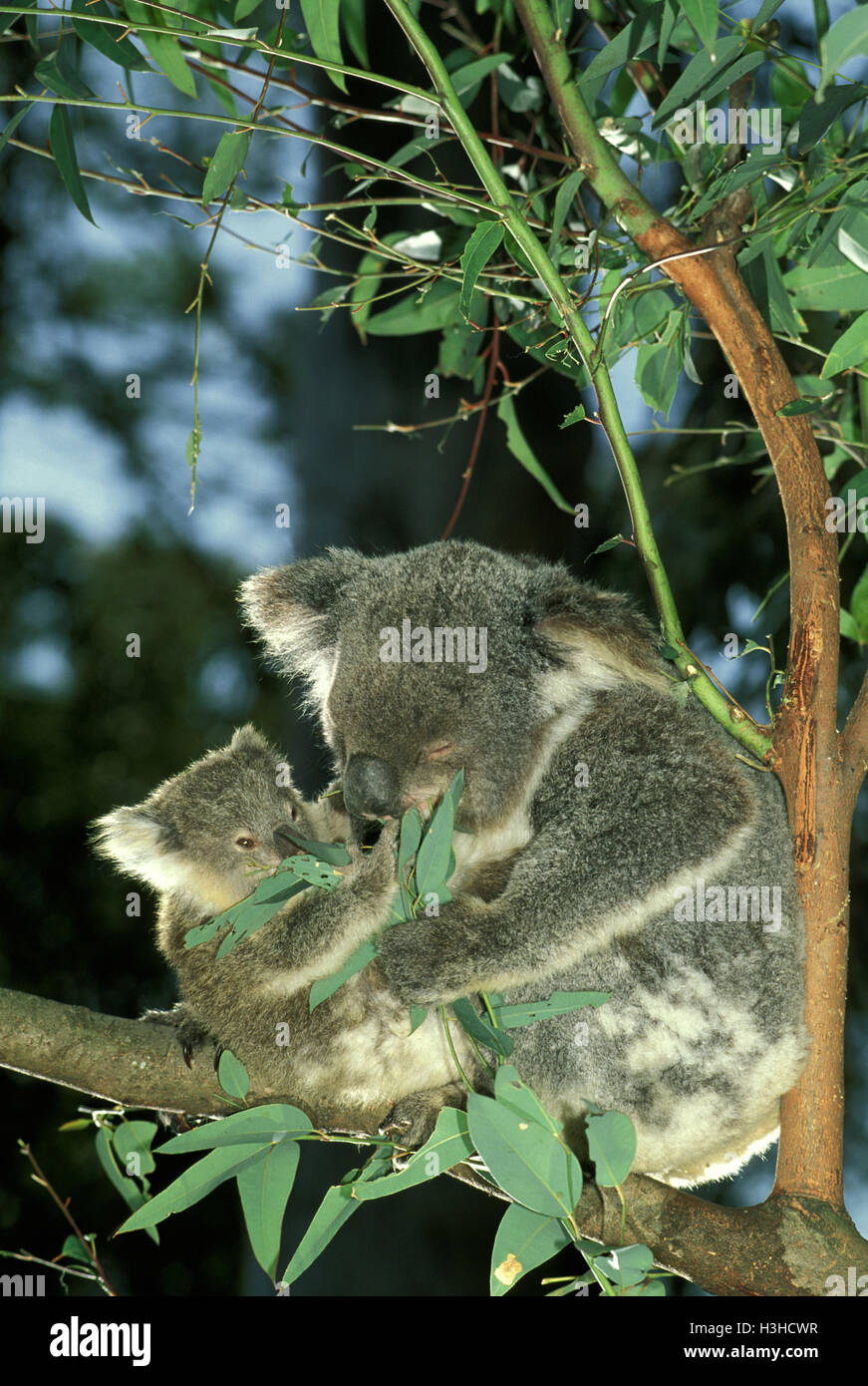 Australian female koala phascolarctos cinereus hi-res stock photography ...