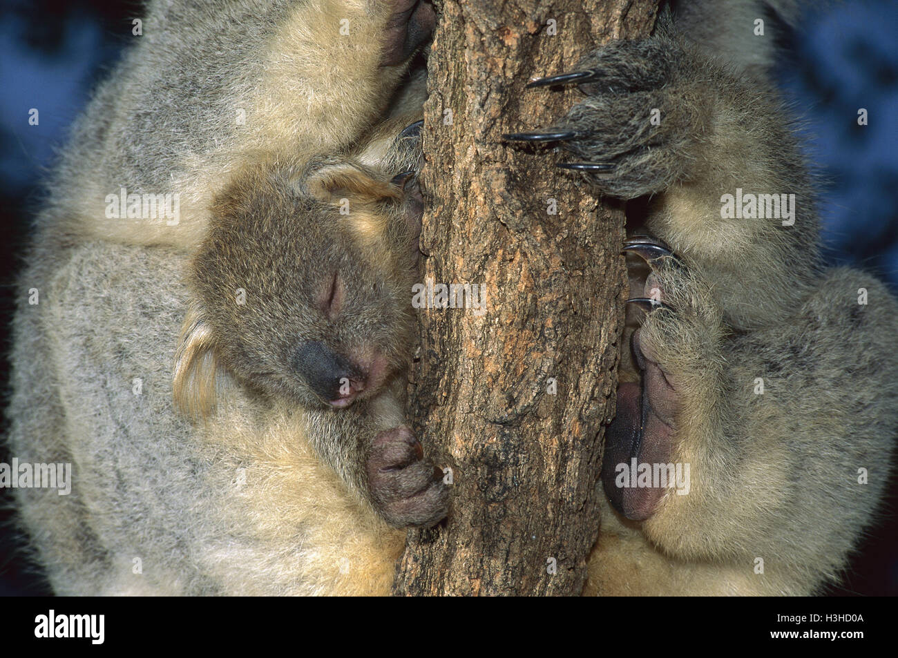 Koala (Phascolarctos cinereus Stock Photo - Alamy