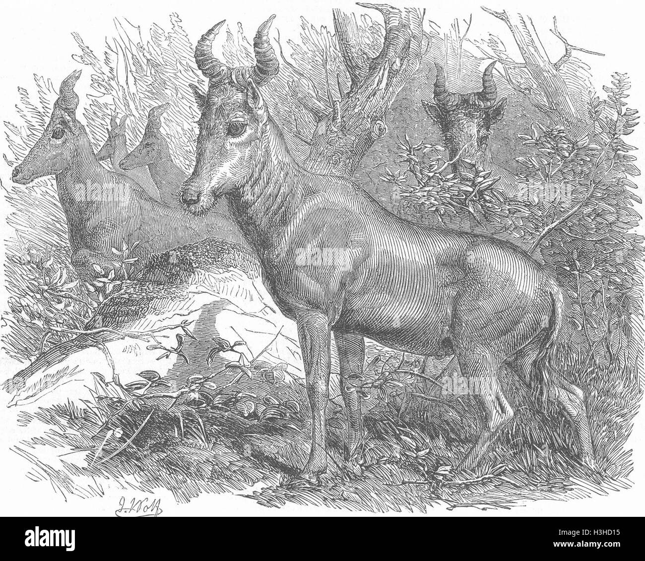 ANTELOPES London Zoo Bubale Antelope, Regent's Park 1853. Illustrated ...