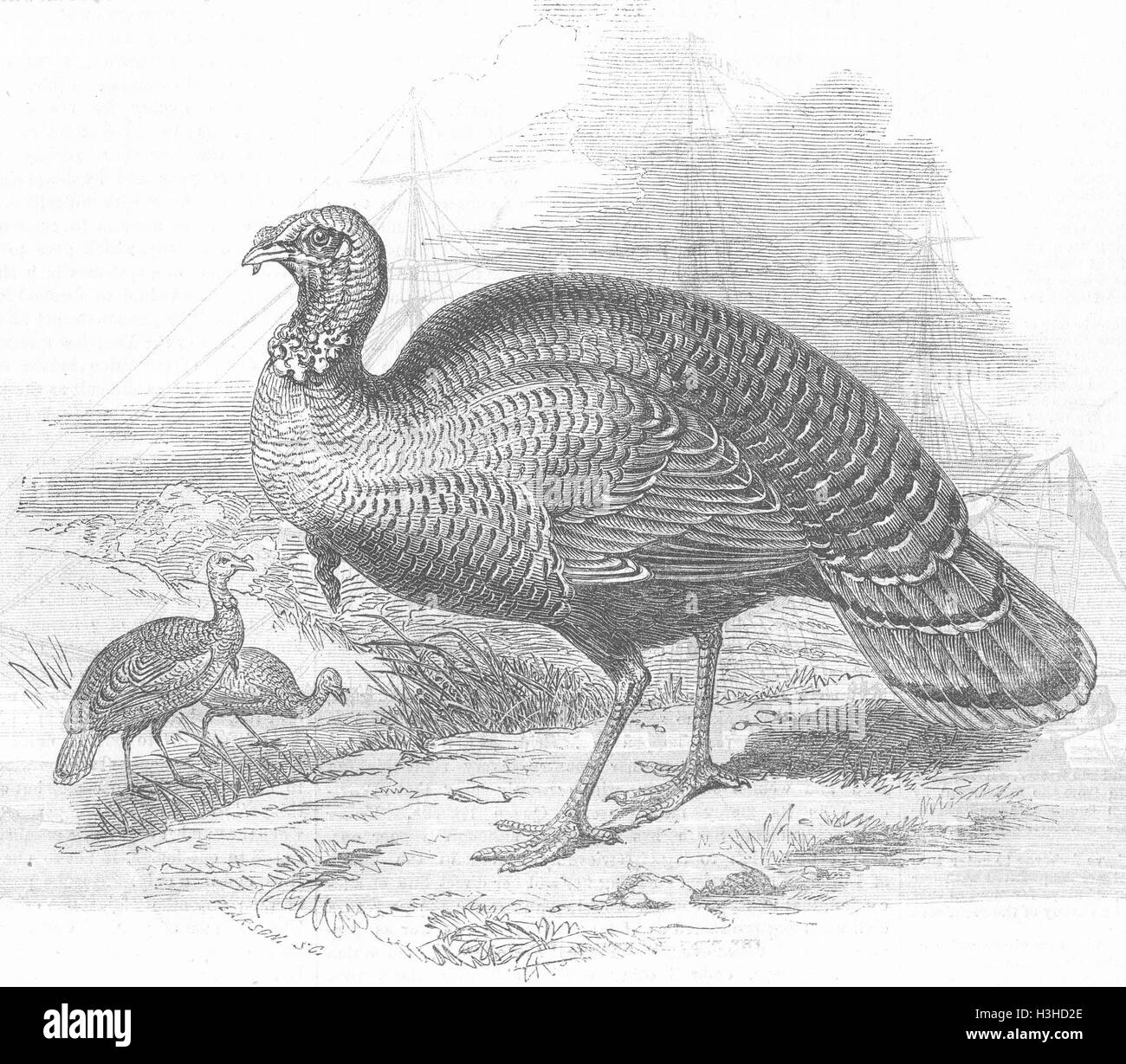 Wild Turkey Clip Art Black And White Wild Turkey Black And White Stock