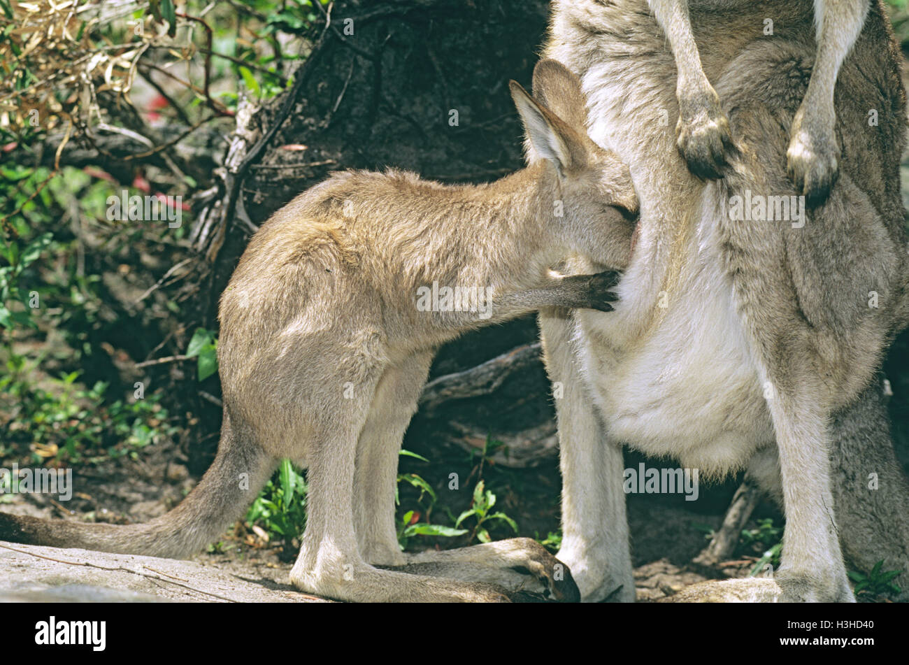 Eastern grey kangaroo (Macropus giganteus Stock Photo - Alamy