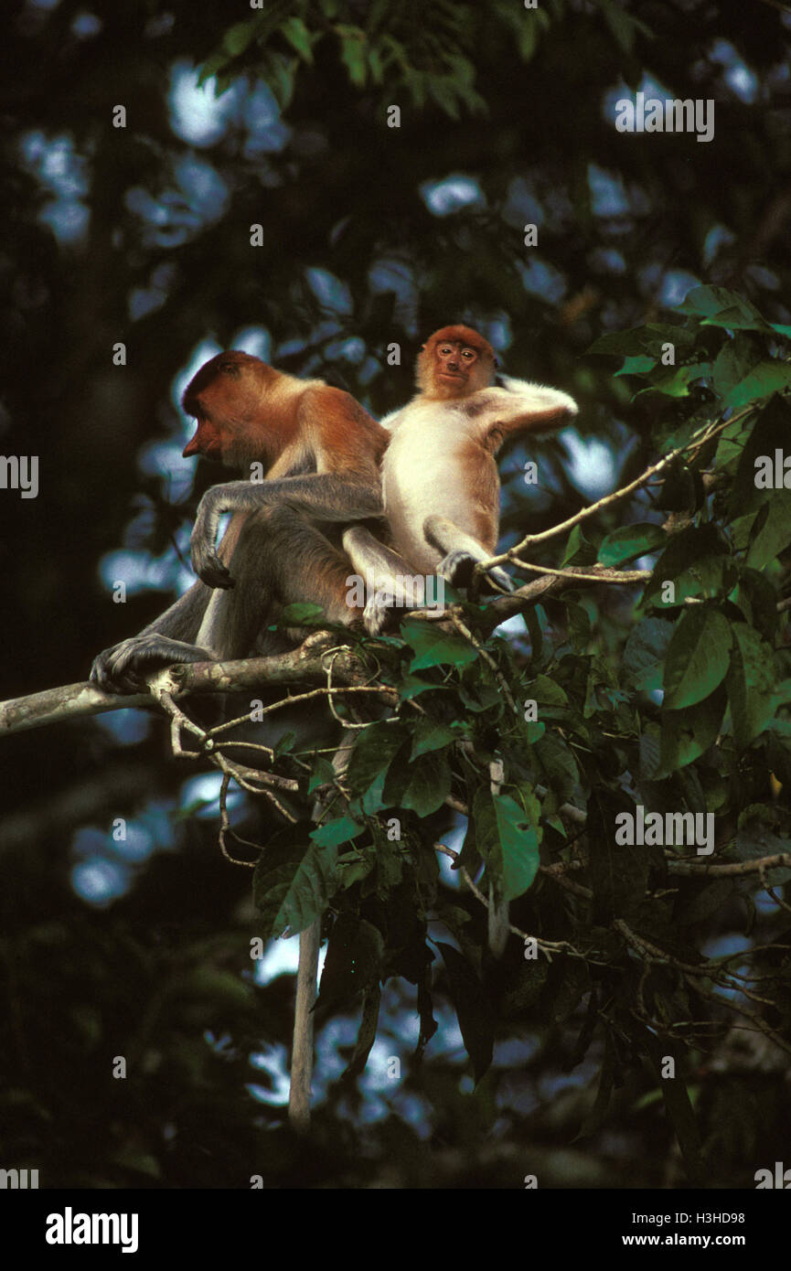 Baby proboscis hi-res stock photography and images - Alamy
