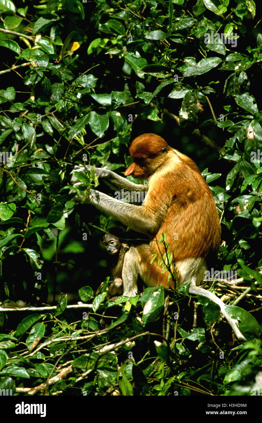 Black proboscis hi-res stock photography and images - Alamy