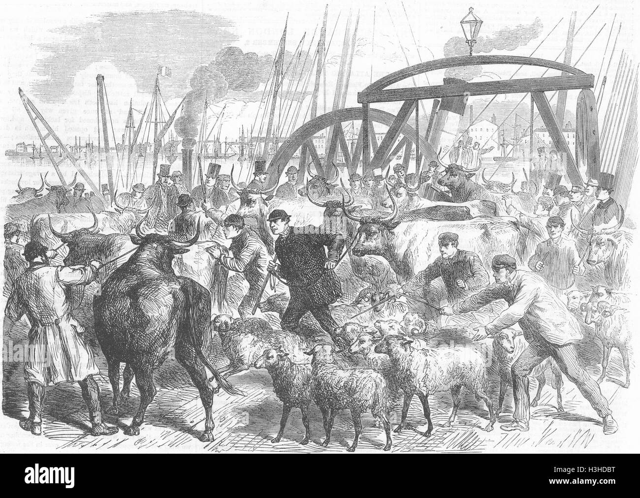 Cattle ships hi-res stock photography and images - Alamy