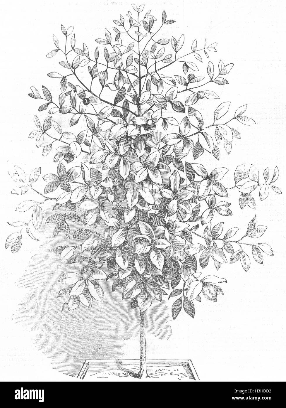 FRUIT Mangosteen(Garcinia Mangostana) 1855. Illustrated London News ...