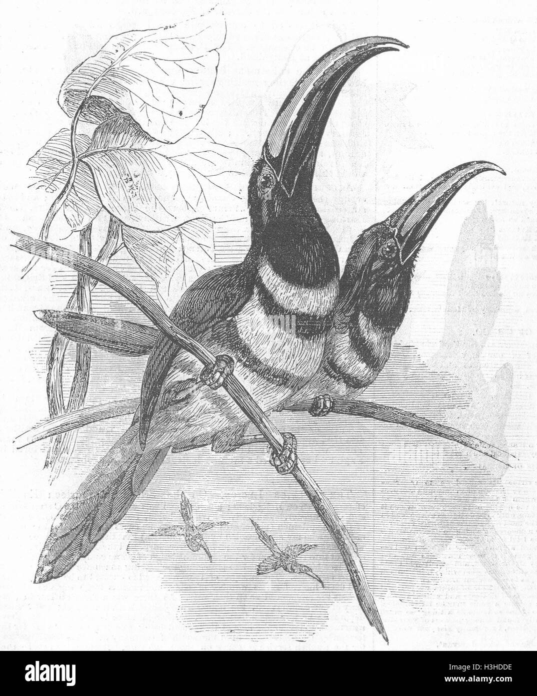 Many banded aracari pteroglossus pluricinctus hi-res stock photography ...
