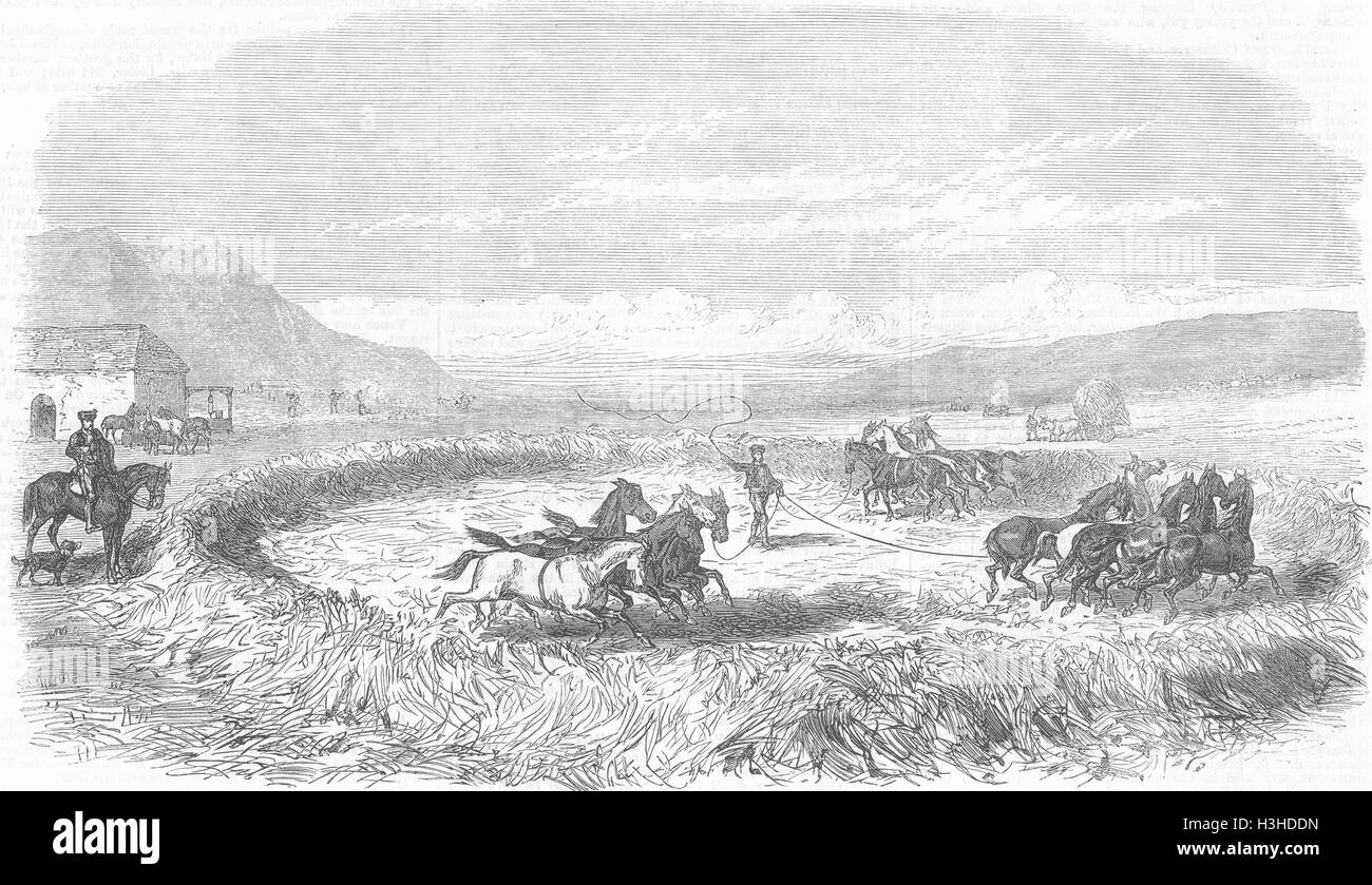 Threshing corn Black and White Stock Photos & Images - Alamy