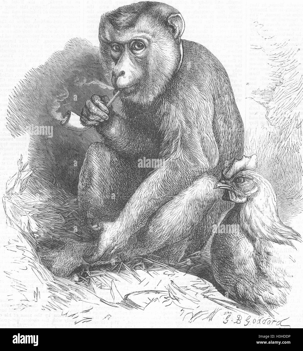 Monkeys Smoking Weed