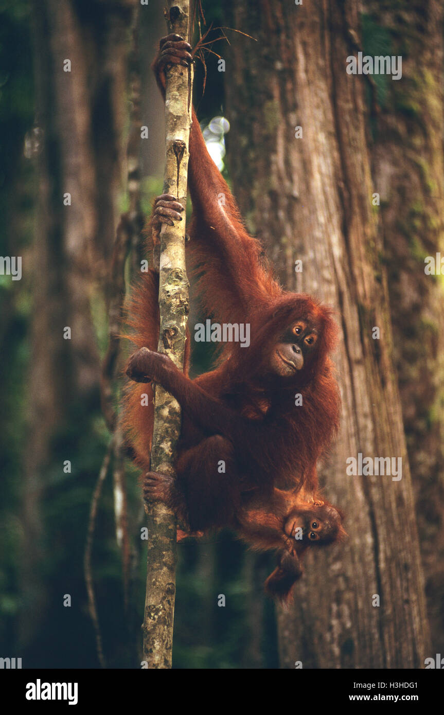 Bornean orangutan (Pongo pygmaeus Stock Photo - Alamy