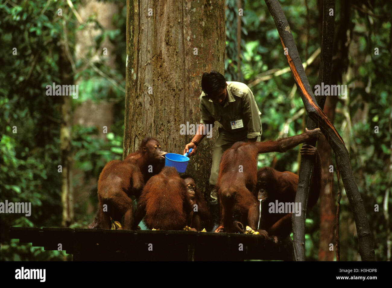 Pongo pygmaeus eat hi-res stock photography and images - Alamy
