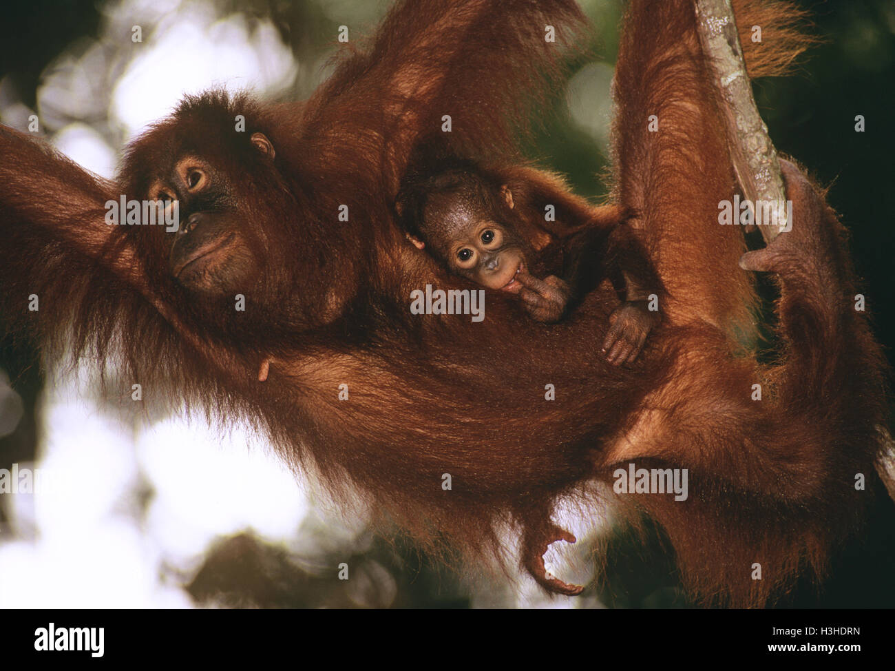 Bornean orangutan (Pongo pygmaeus Stock Photo - Alamy
