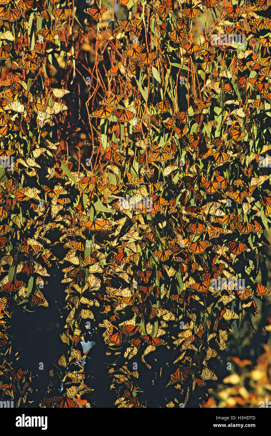 Monarch or Wanderer butterflies (Danaus plexippus plexippus Stock Photo ...