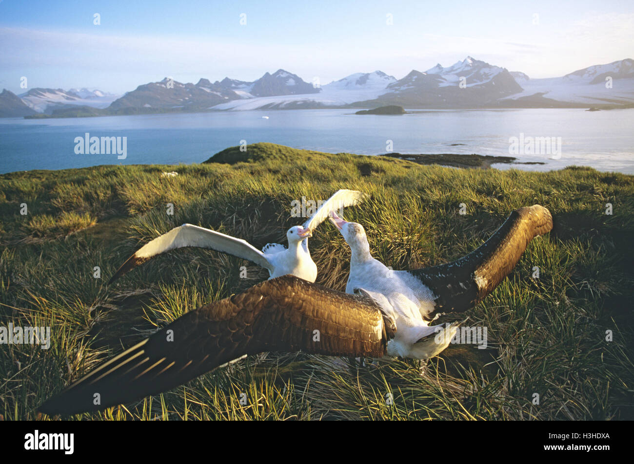 Oceanic display hi-res stock photography and images - Alamy