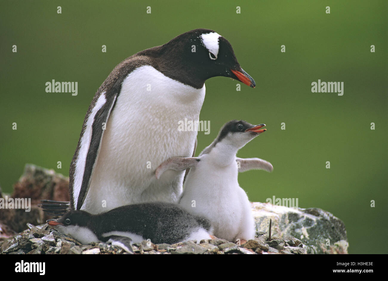 Gentoo penguin (Pygoscelis papua Stock Photo - Alamy