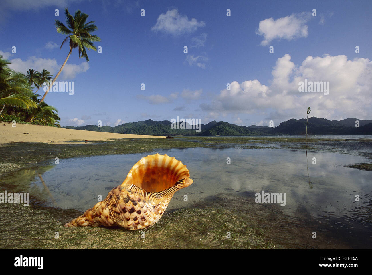 Triton’s trumpet (Charonia tritonis Stock Photo - Alamy