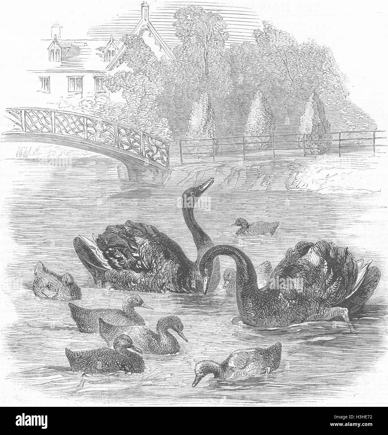 SURREY Black swans & young, Culvers, Gurney 1859. Illustrated London ...