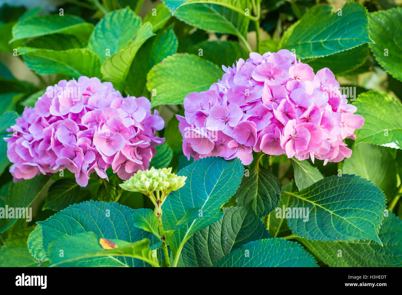 pink flowers in the garden Stock Photo - Alamy