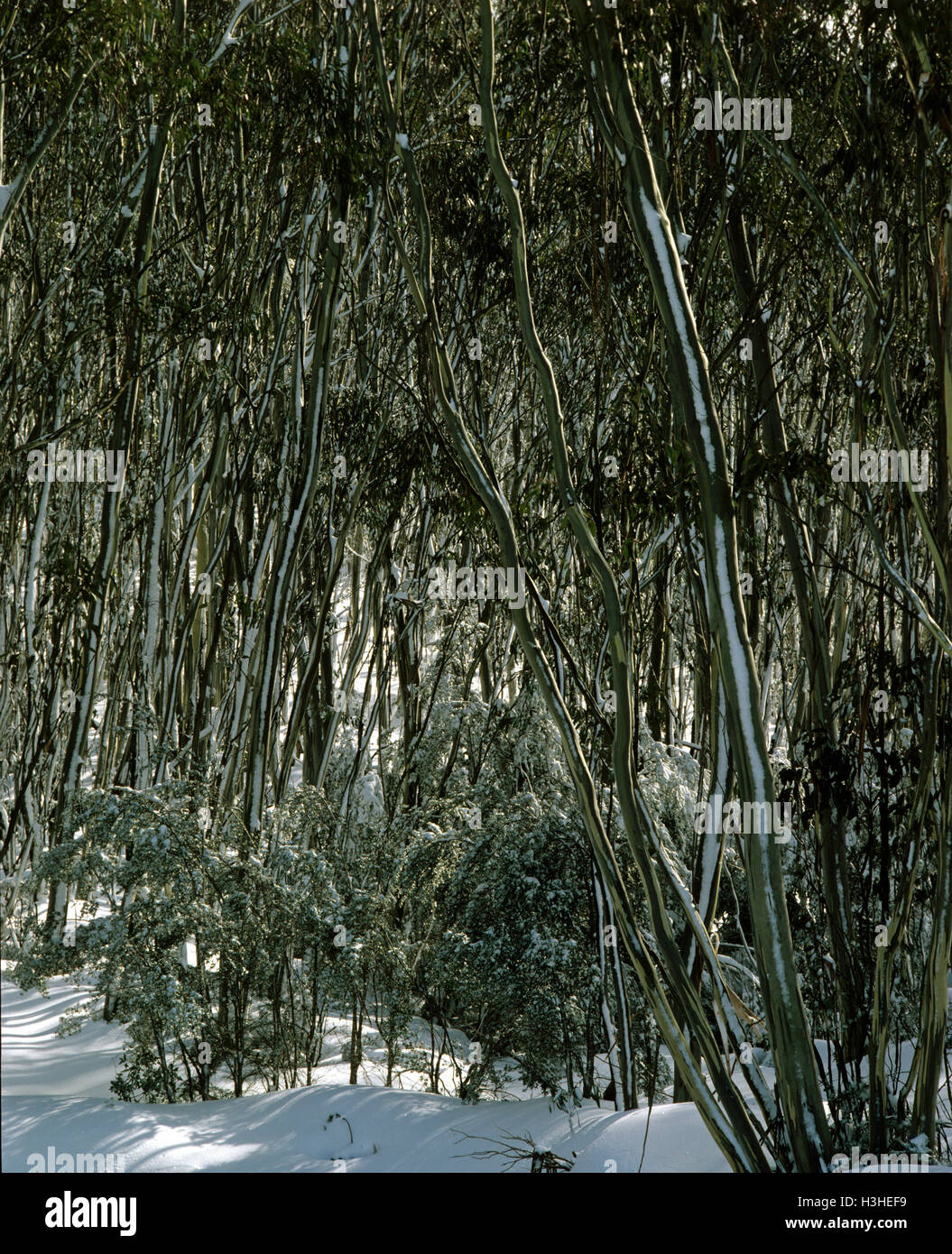 Central eastern rainforest reserves of australia hi-res stock ...