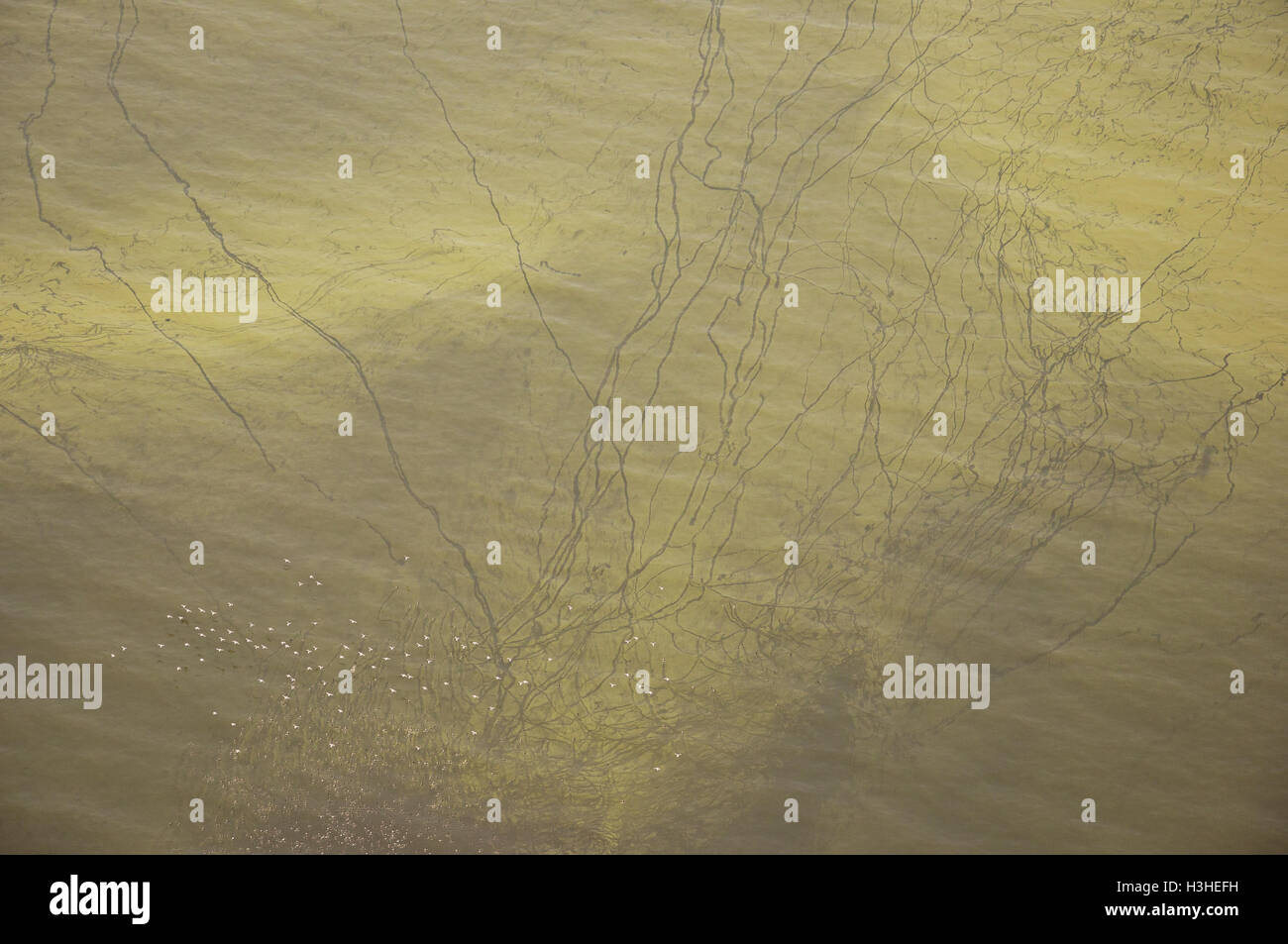 Algae bloom hi-res stock photography and images - Alamy