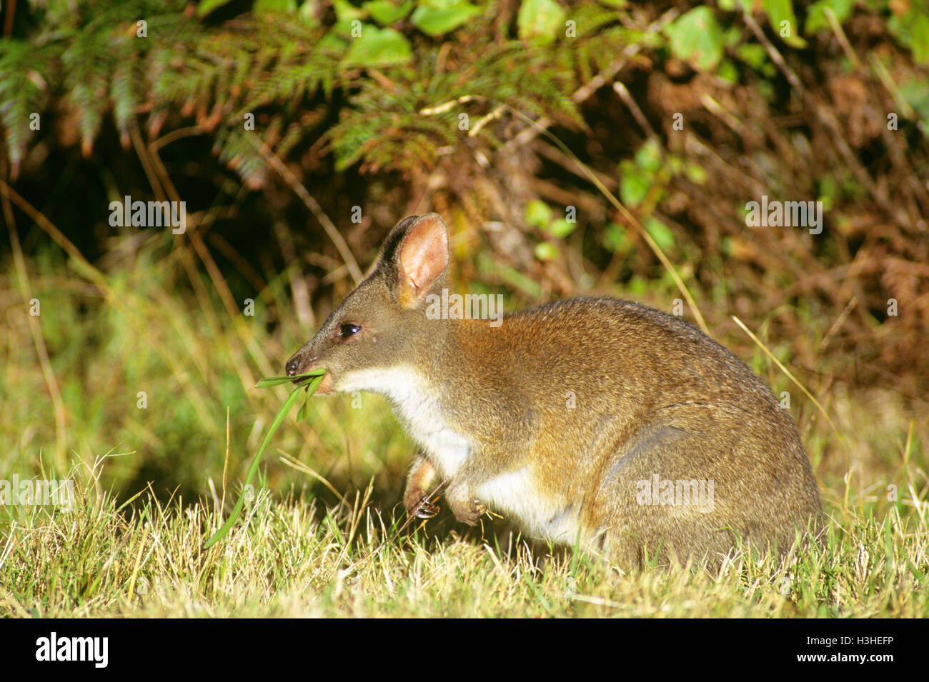 Red-necked pademelon (Thylogale thetis Stock Photo - Alamy