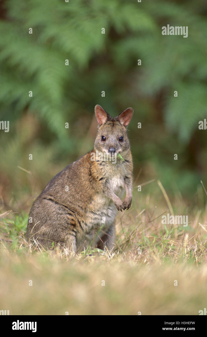 Red-necked pademelon (Thylogale thetis Stock Photo - Alamy