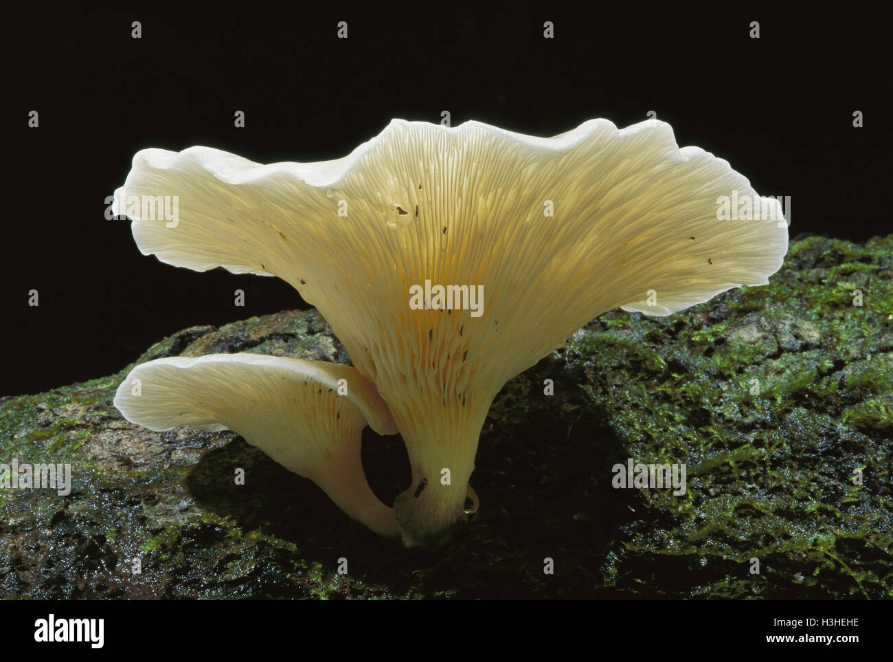 Omphalotus nidiformis hi-res stock photography and images - Alamy