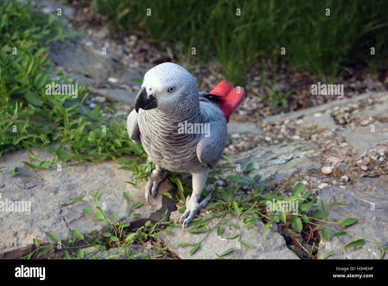 African gray parrot stand outside Stock Photo - Alamy