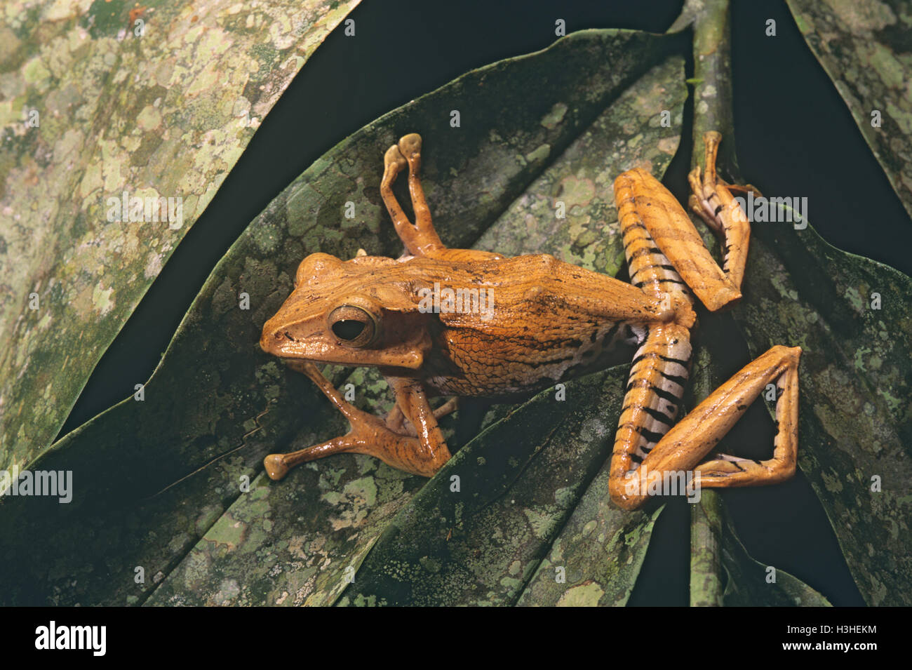 File-eared tree frog (Polypedates otilophus Stock Photo - Alamy
