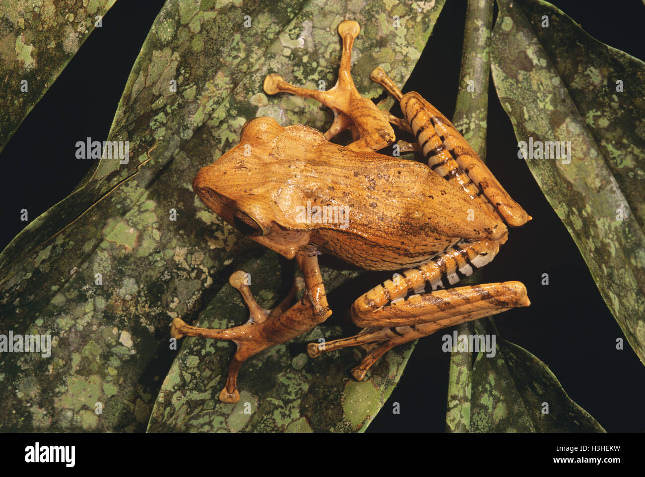File-eared tree frog (Polypedates otilophus Stock Photo - Alamy