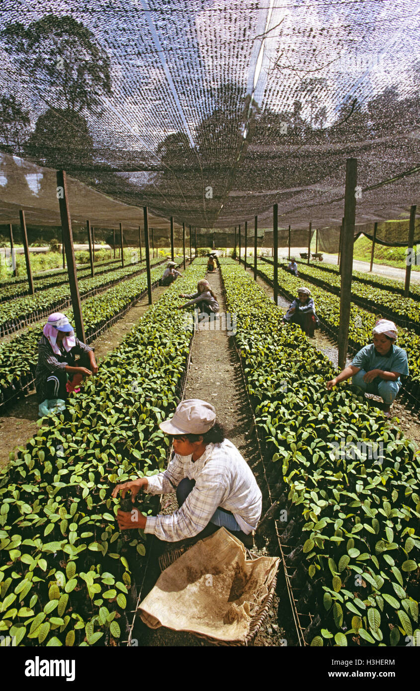 Nursery of seedlings hi-res stock photography and images - Alamy