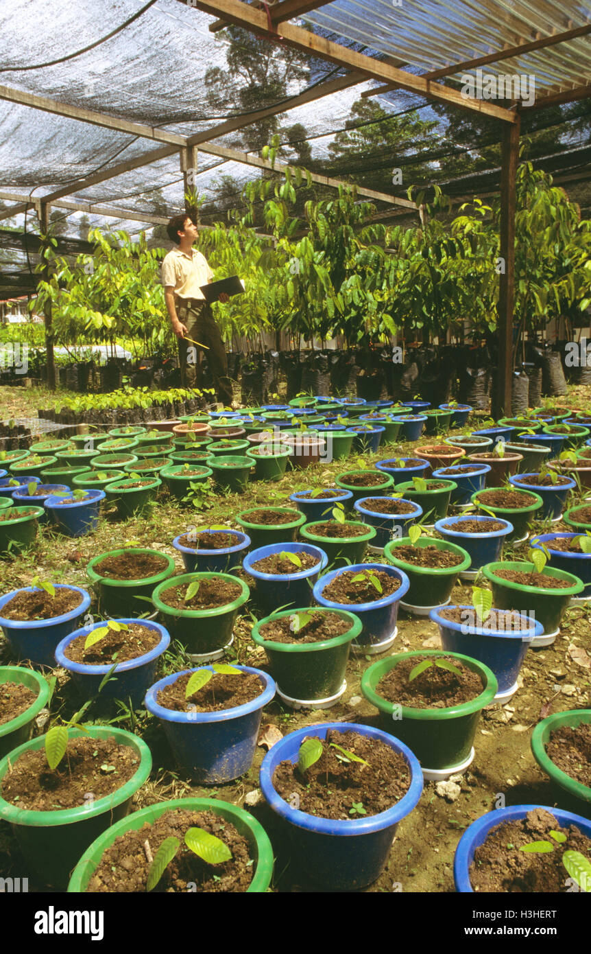 FACE Project research nursery with seedlings of Hopea nervosa Stock ...