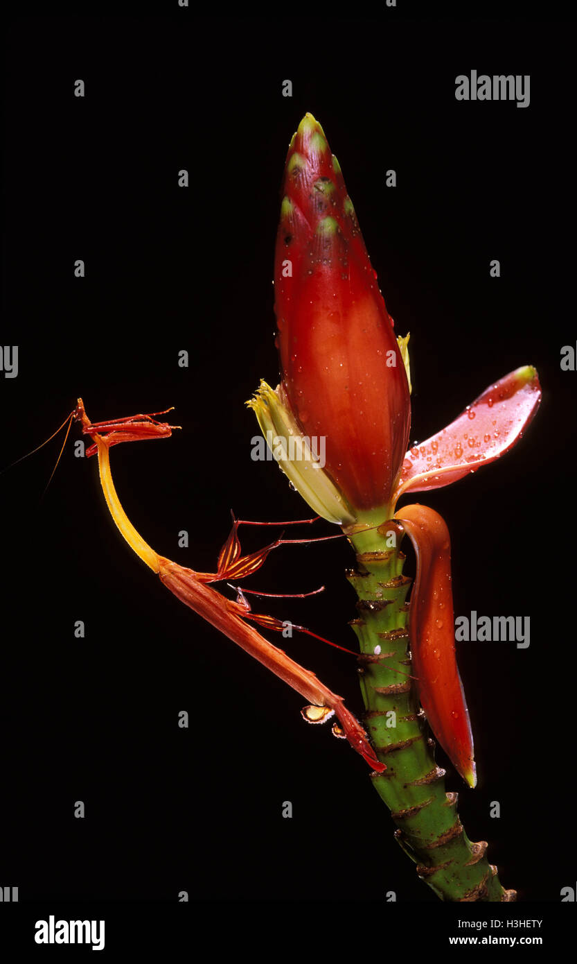 Lesser flamingo (Toxodera denticulata Stock Photo - Alamy