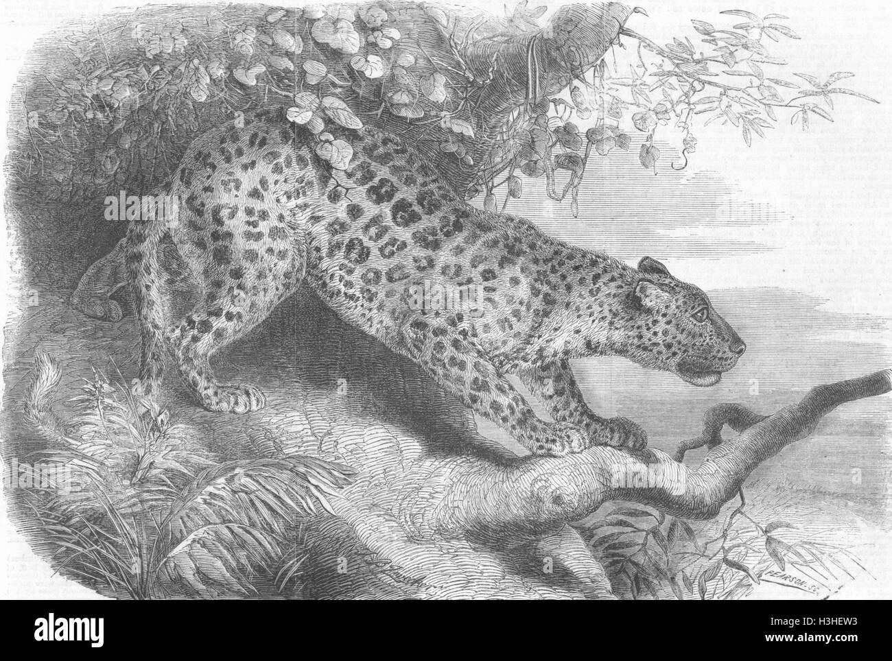 Leopard engraving hi-res stock photography and images - Alamy