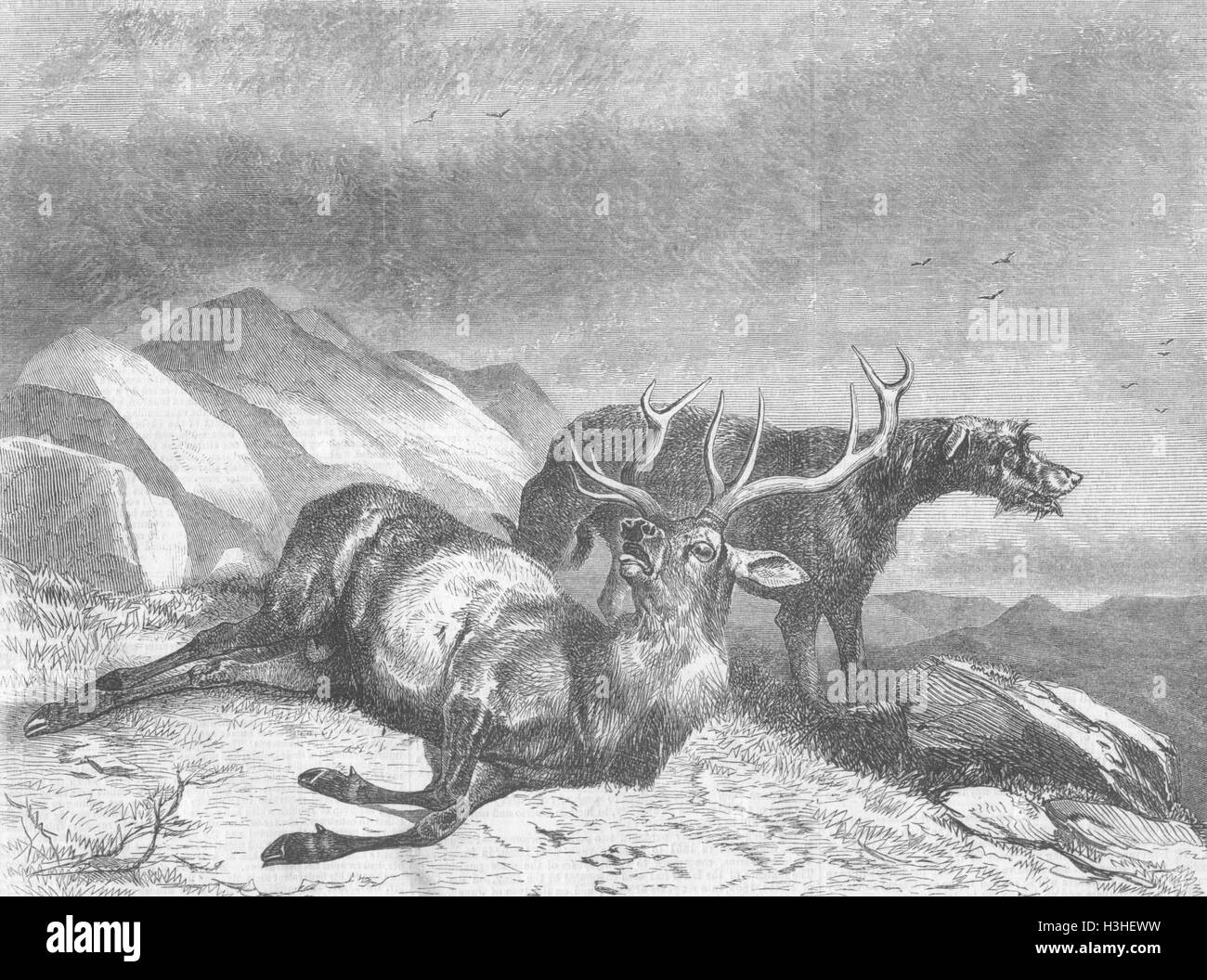 DEER Deer-stalking, the dying stag 1856. Illustrated Times Stock Photo ...