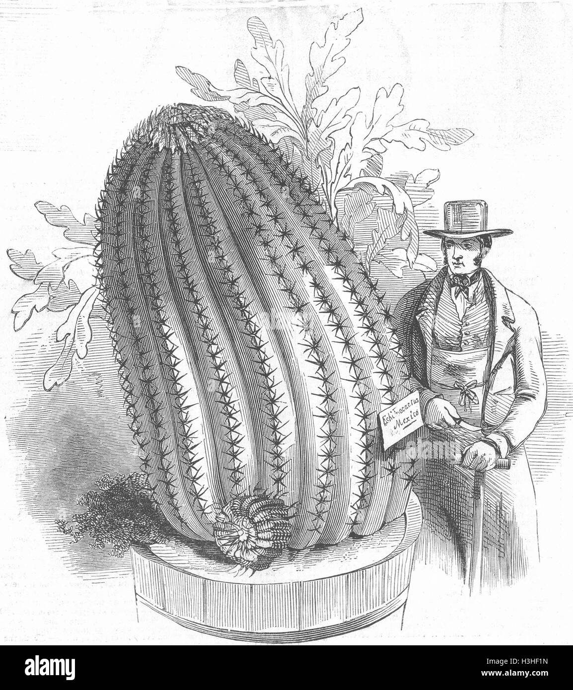 PLANTS Monster cactus(Echinocactus Stainesii) 1845. Illustrated London ...