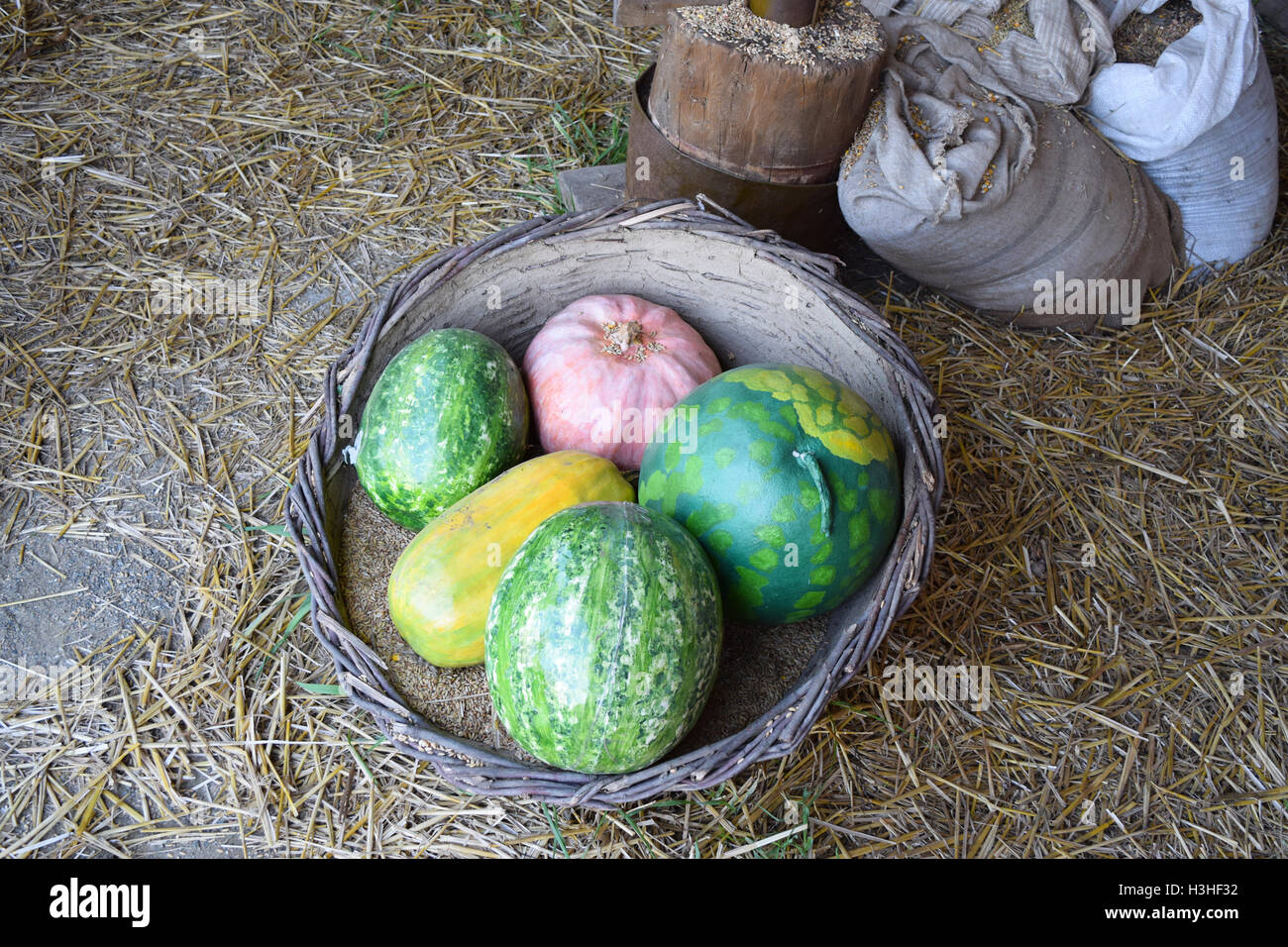 Pile of pumpkins long form on the ground. Harvest pumpkins from the ...