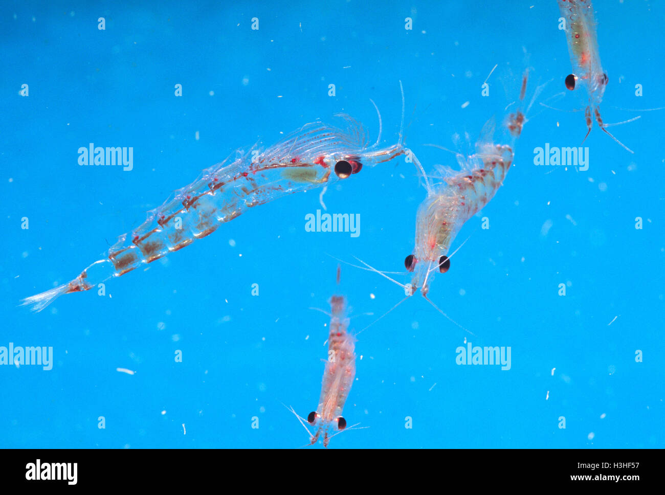 Small shrimp food chain hi-res stock photography and images - Alamy