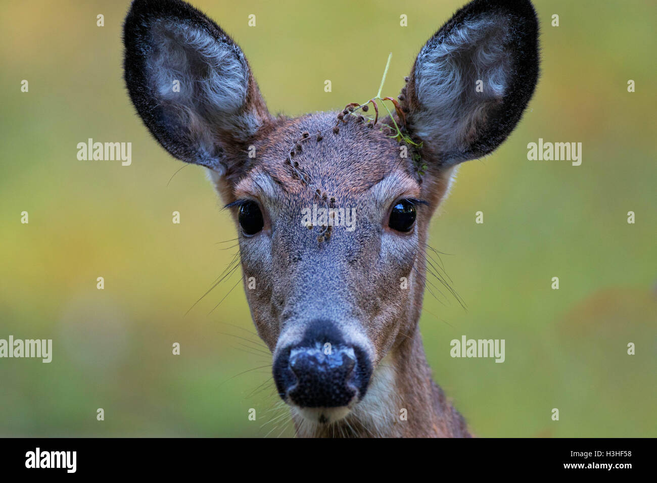 Buck weed hi-res stock photography and images - Alamy
