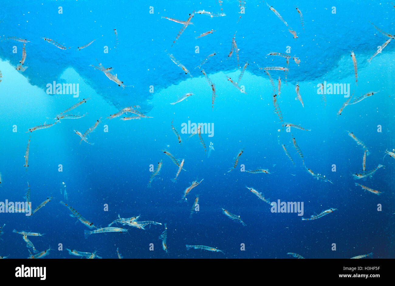 Antarctic krill (Euphausia superba Stock Photo - Alamy