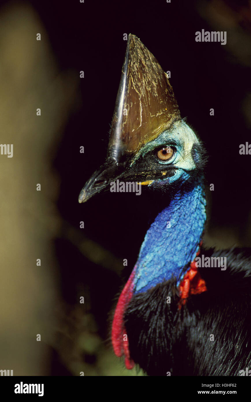 Australian cassowary hi-res stock photography and images - Alamy