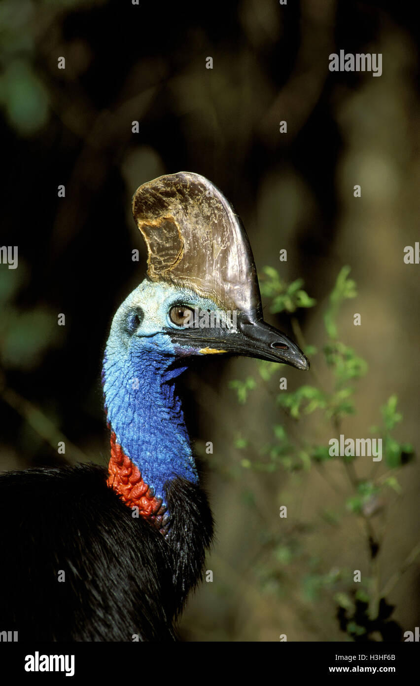 Southern cassowary (Casuarius casuarius Stock Photo - Alamy