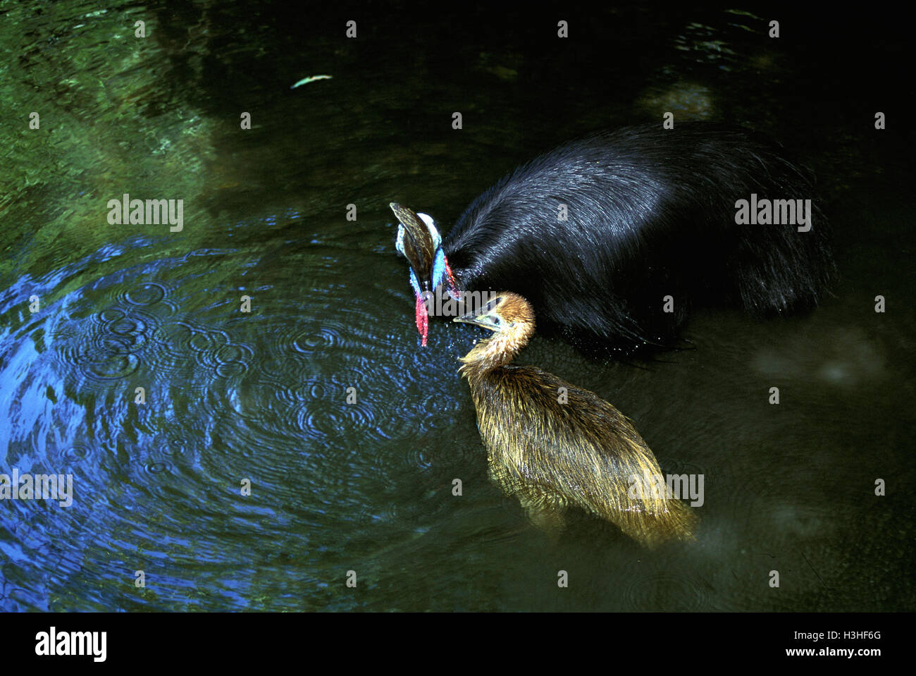 Casuarius southern cassowary hi-res stock photography and images - Alamy