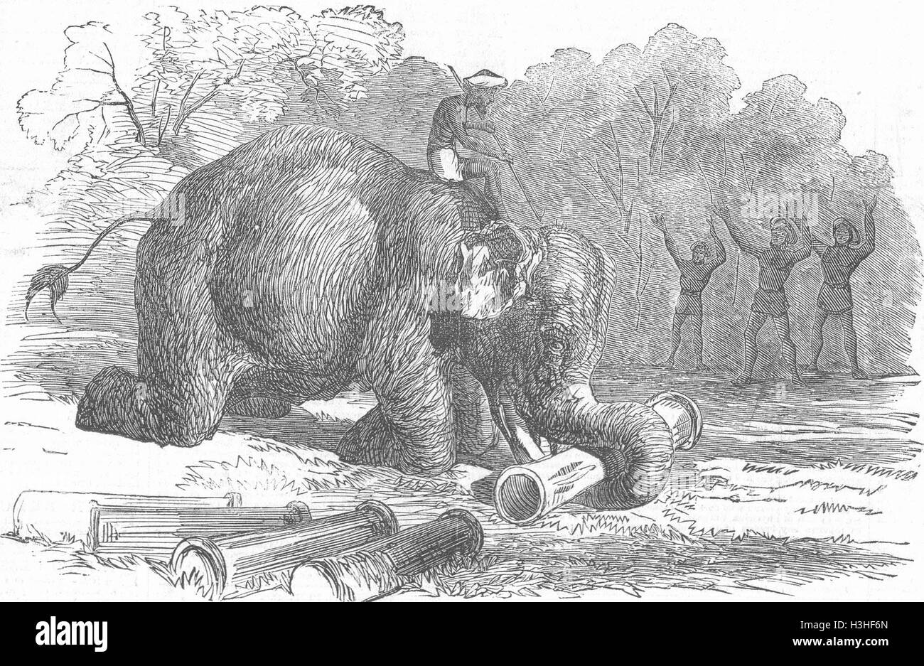 Kandy sri lanka elephant Black and White Stock Photos & Images - Alamy