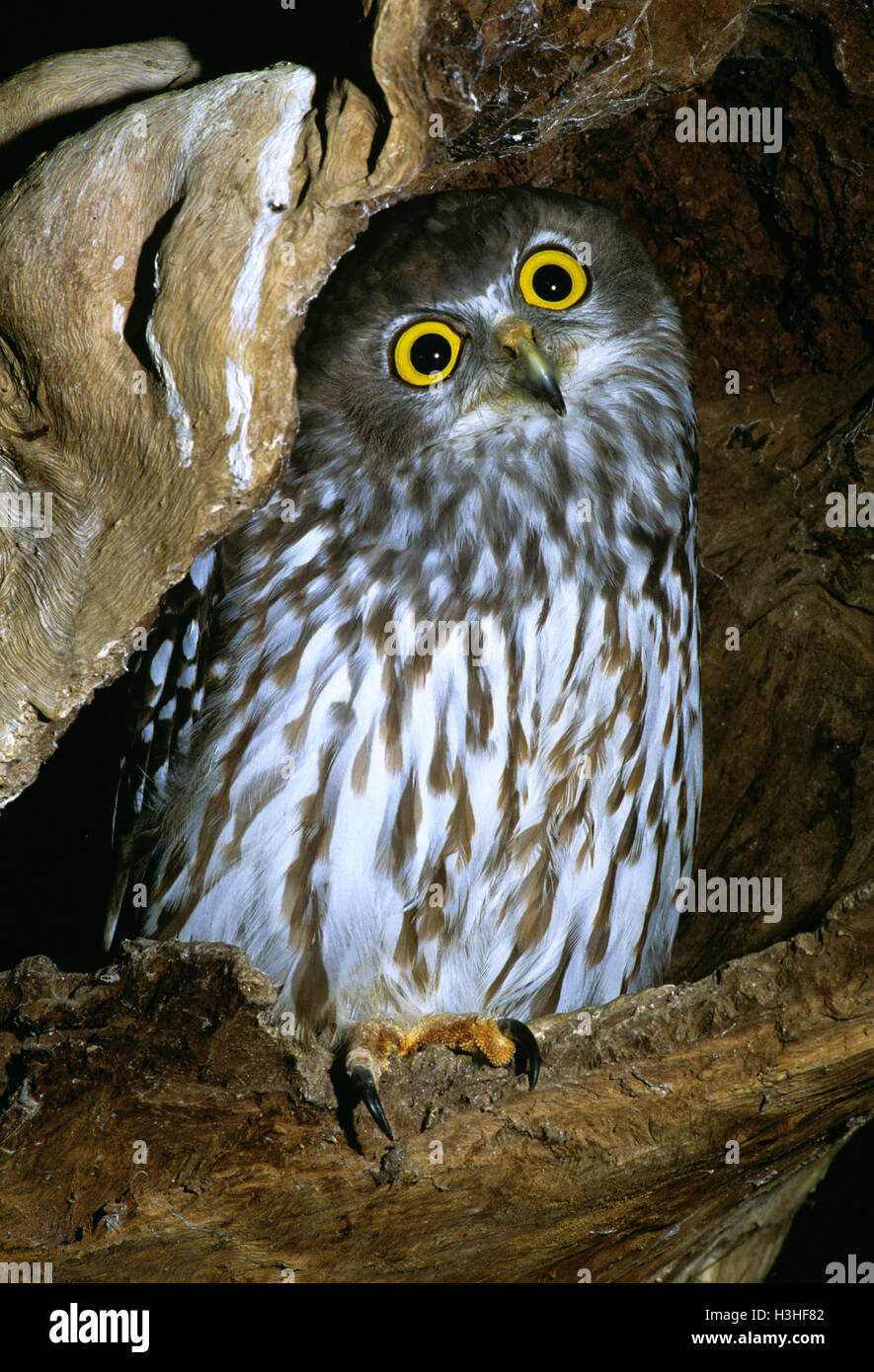Barking owl (Ninox connivens Stock Photo - Alamy