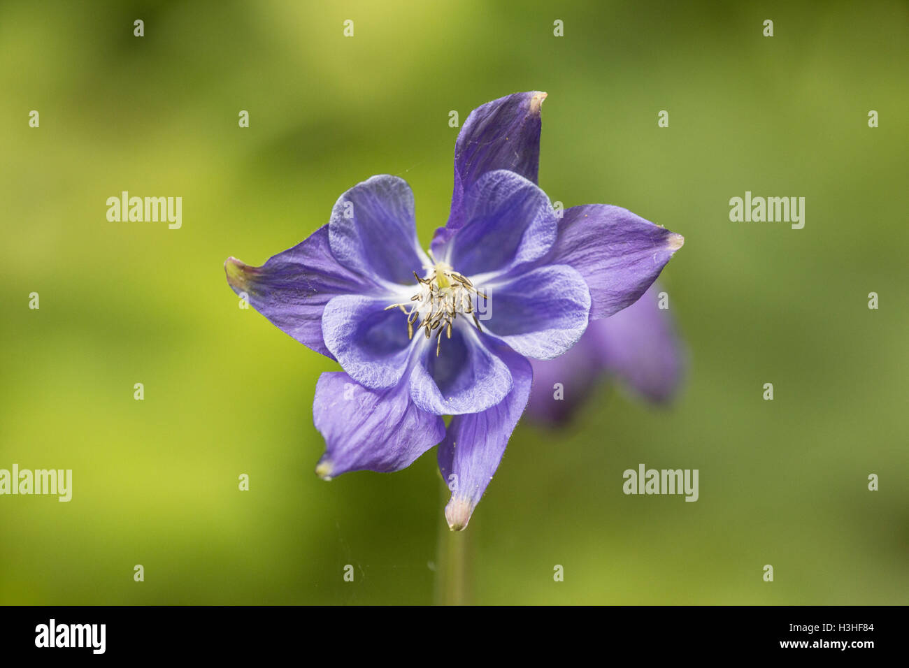 European columbine aquilegia vulgaris hi-res stock photography and ...