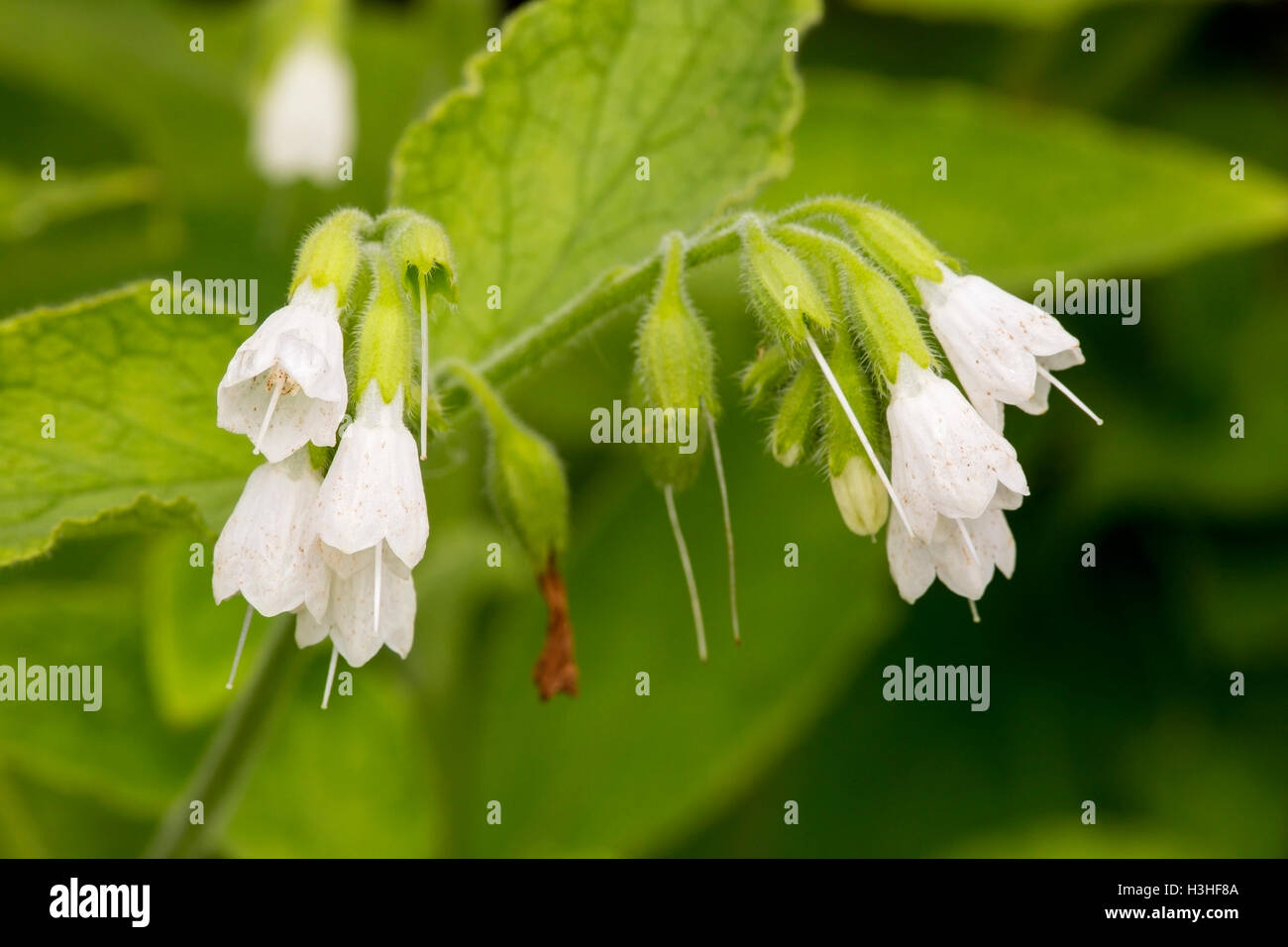 common comfrey (Symphytum officinale) flower, growing in hedgerow ...