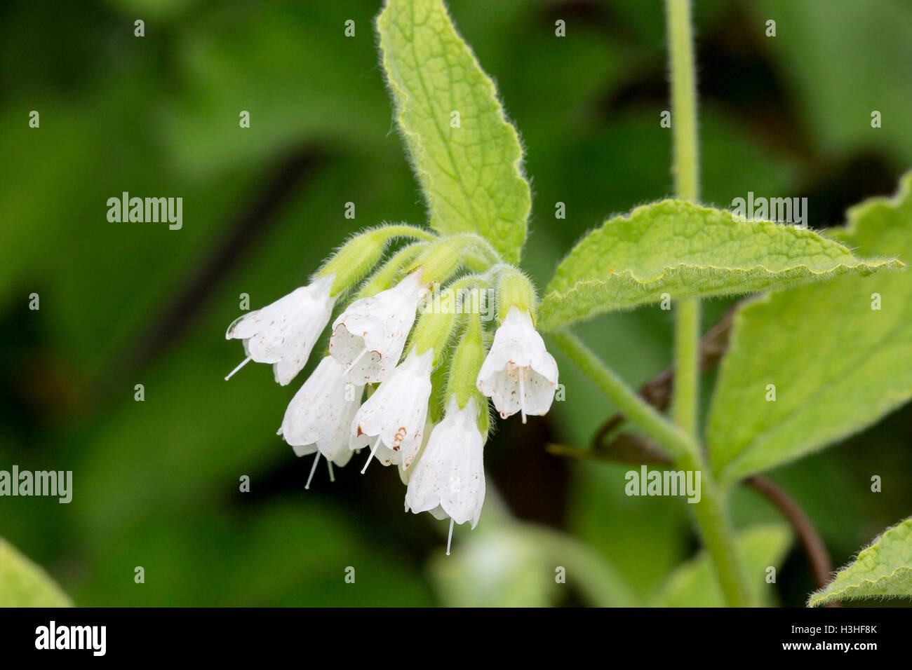 common comfrey (Symphytum officinale) flower, growing in hedgerow ...